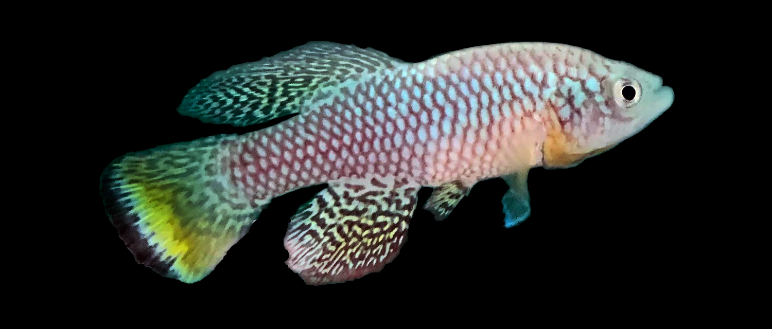 Genetic Tool Kit Helps Some Animals Regrow Body Parts – The Future ...